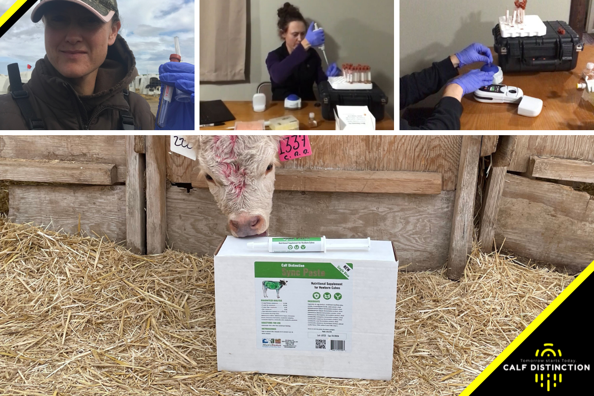 Effects of Sync on Immune Protection – Calf Distinction