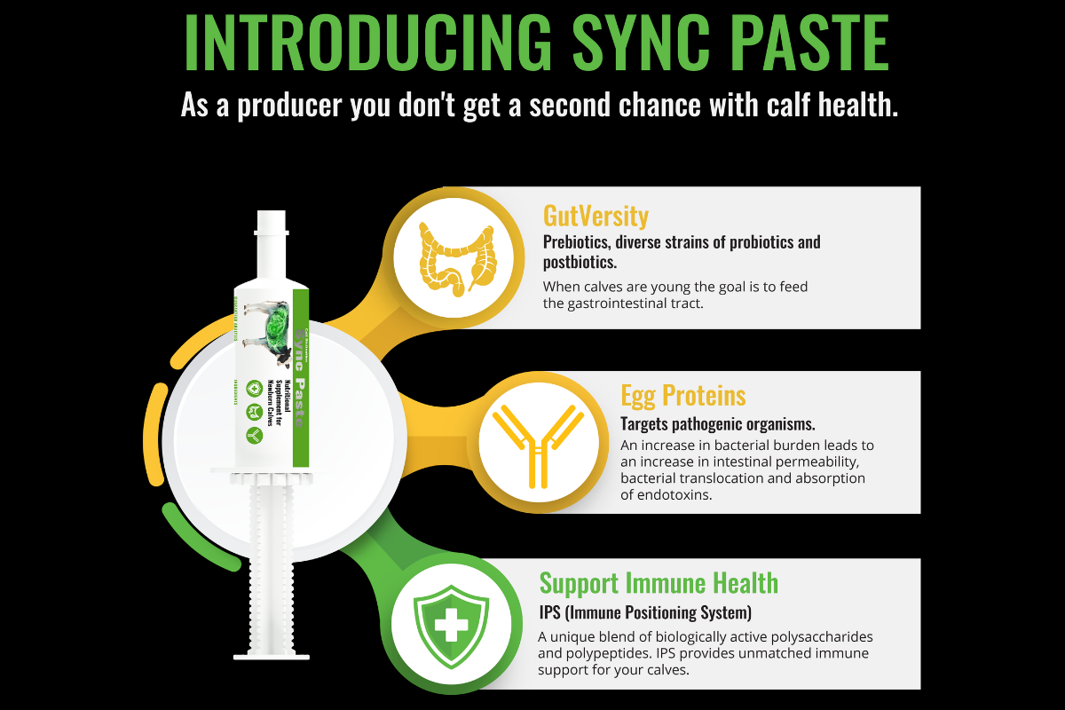 Introducing Sync Paste – Calf Distinction