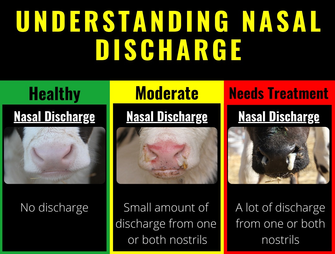 6 Signs of Calf Wellness- Understanding Nasal Discharge – Calf Distinction