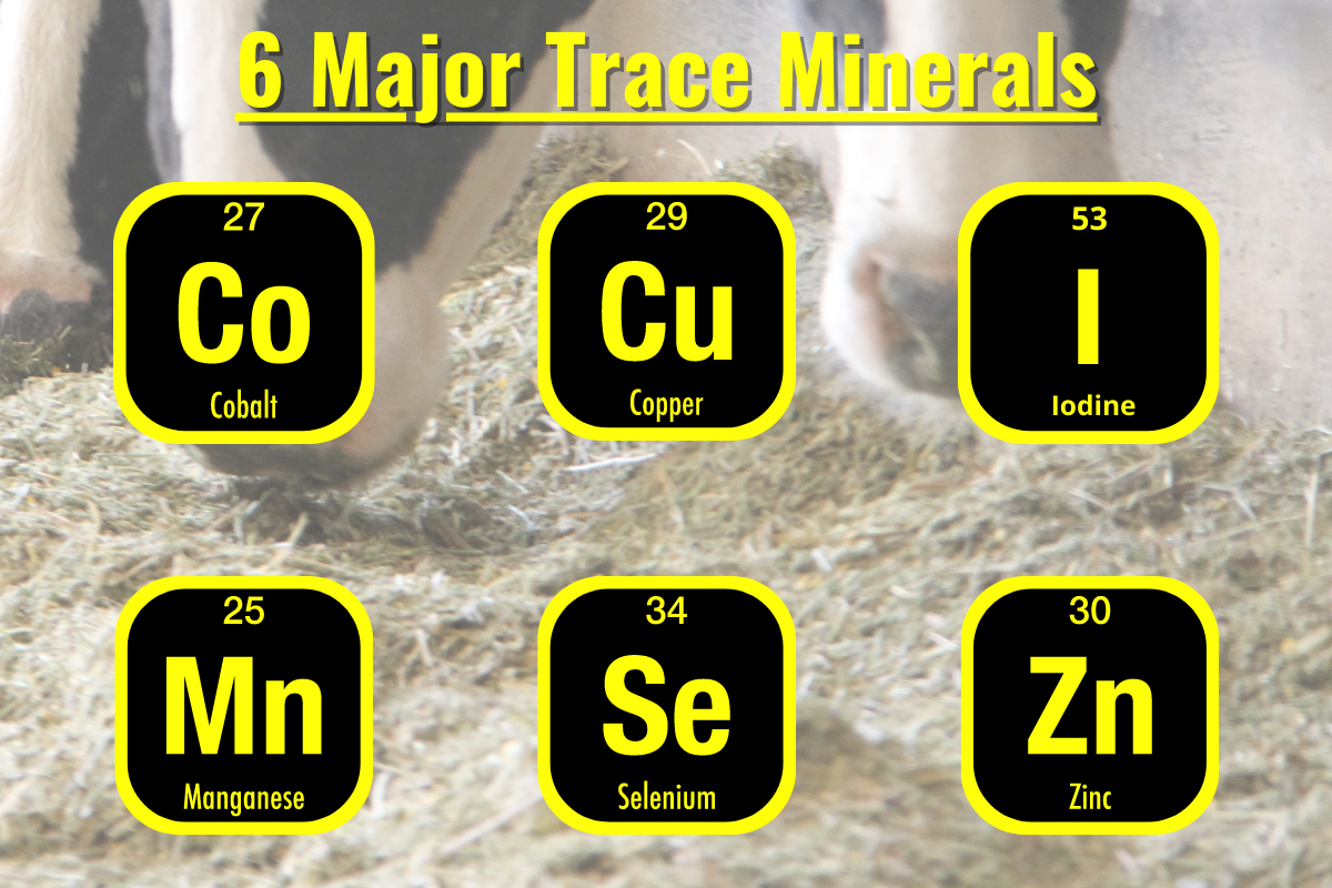 6 Major Trace Minerals For Cattle – Calf Distinction