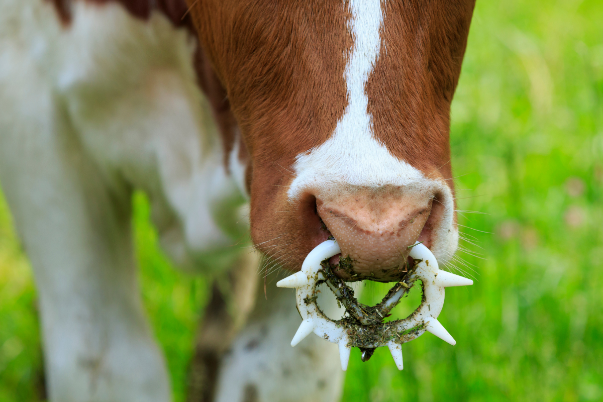 Calf Behavior and Social Interactions Around Weaning – Calf Distinction