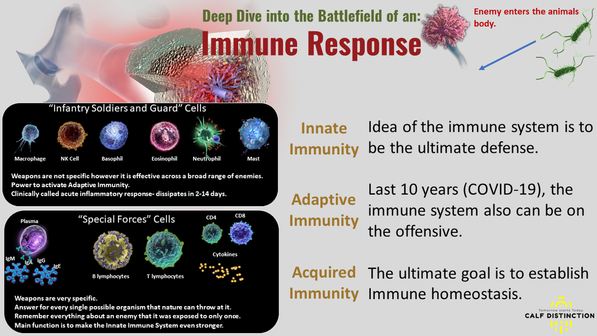 3 Levels of Immune Defense – Calf Distinction