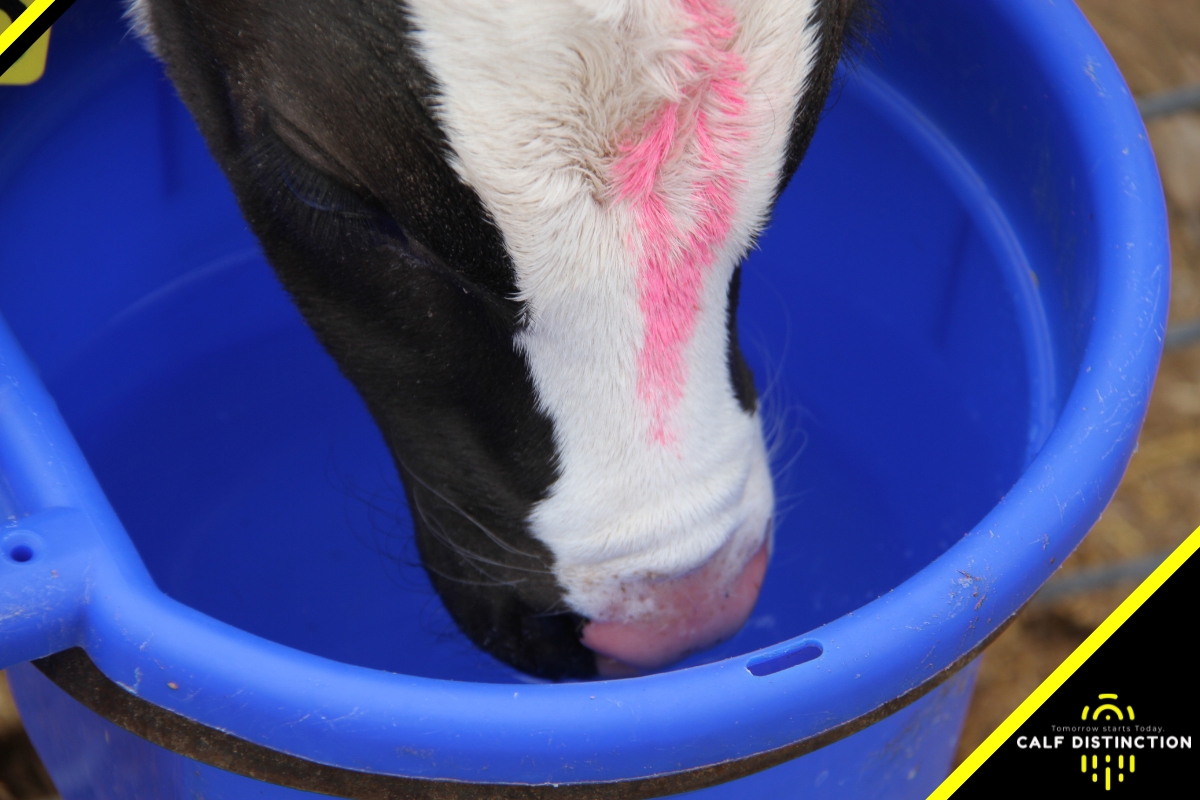 Hydration: Don’t let the Calf’s Immune Cells get Thirsty – Calf Distinction