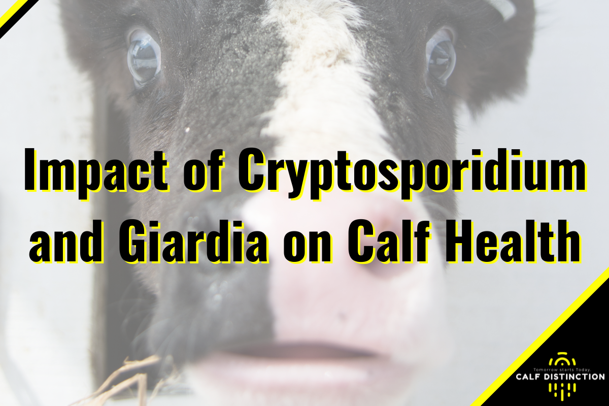 Impact of Cryptosporidium and Giardia on Calf Health – Calf Distinction
