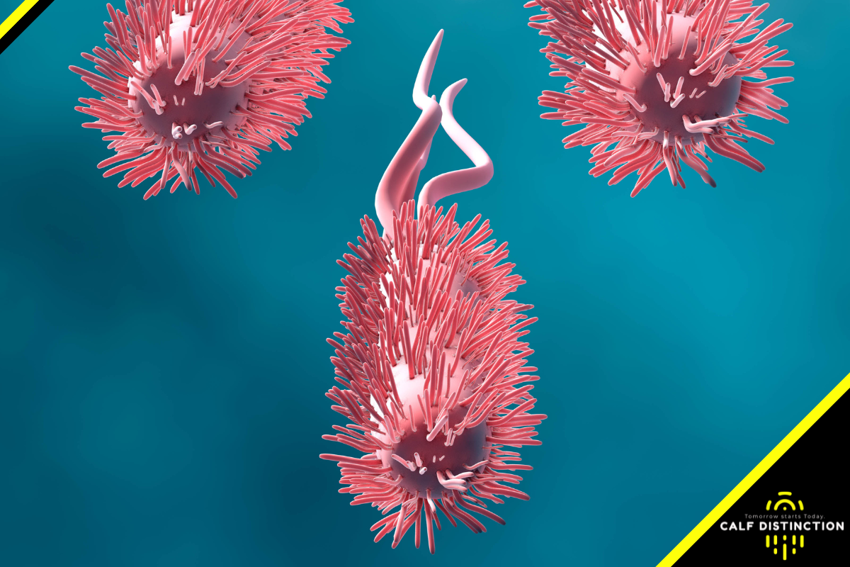 Pathogenic E. coli Infection - Damage to Intestinal Barrier and Compro ...