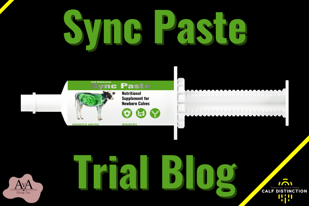 Improve Calf Health and Performance with Sync – Calf Distinction