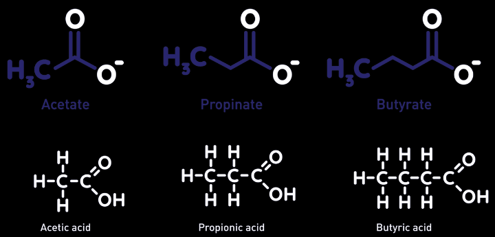 Butyrate Effects on Rumen Development and Calf Health – Calf Distinction