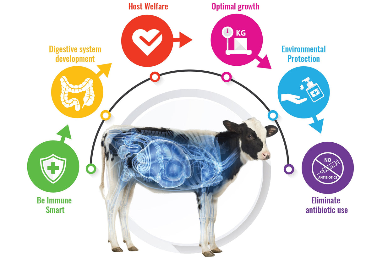 Color Coded Calf Rearing- Solutions Summary – Calf Distinction