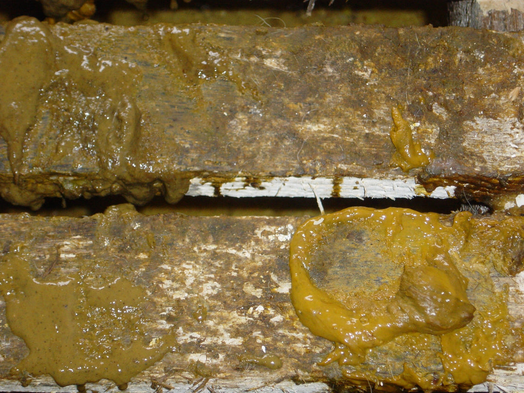 Decoding Diarrhea- E. coli – Calf Distinction