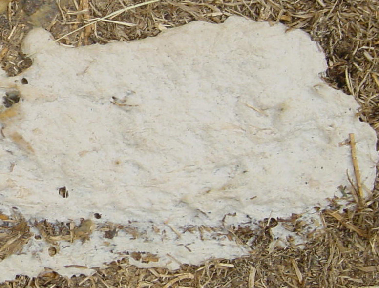 Decoding Diarrhea- Nutritional Scours – Calf Distinction