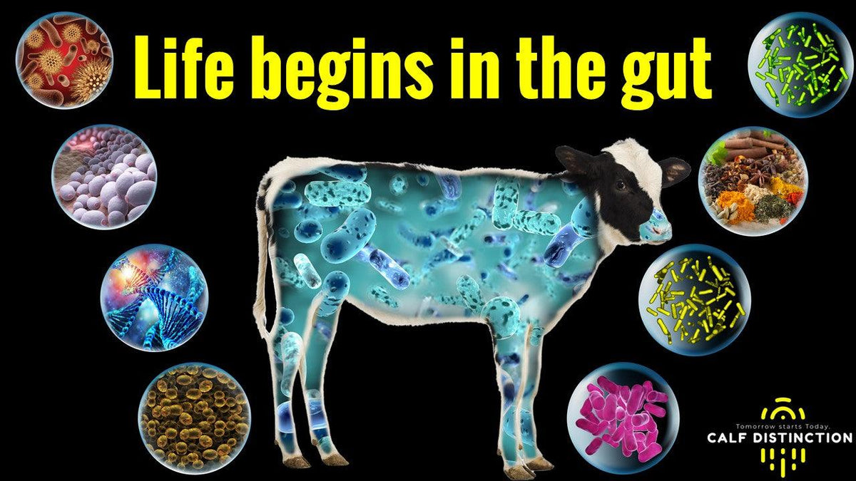 Life Begins in the Gut – Calf Distinction