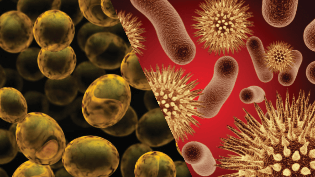 Yeast and Yeast Derivatives - What's the difference? – Calf Distinction